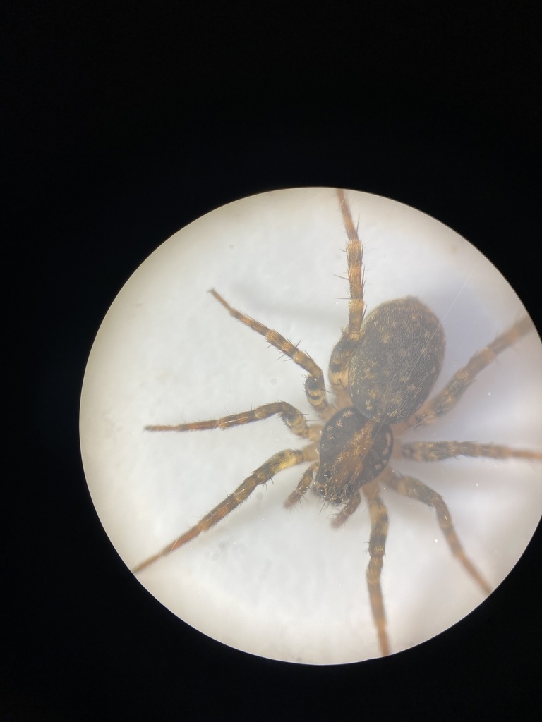 Wolf Spiders from Mera, EC-PA, EC on April 30, 2025 at 09:30 PM by ...