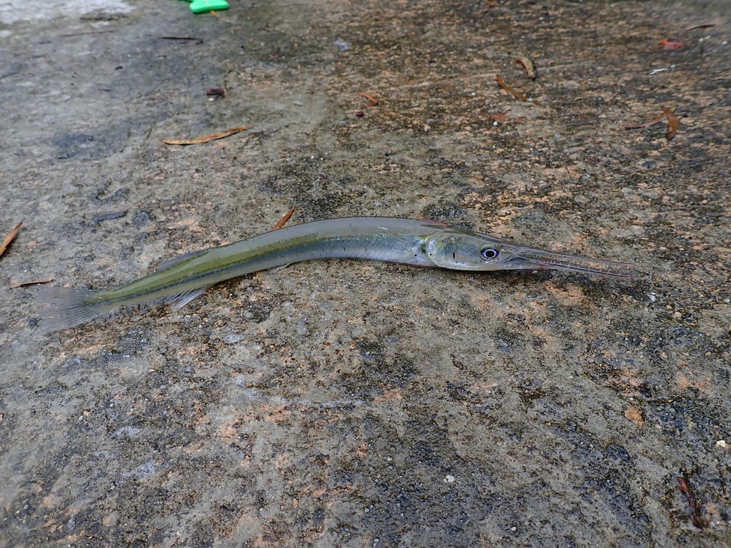 Freshwater Garfish from Kowloon Reservoir, Kam Shan, New Territories ...