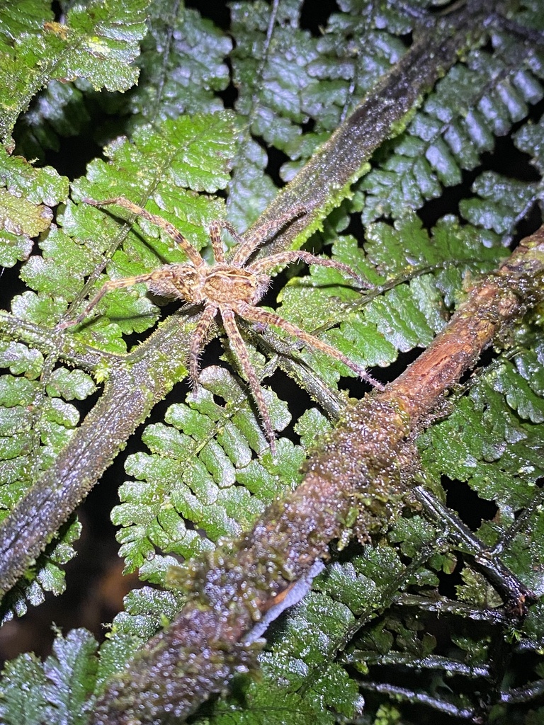 Wandering Spiders from Mera, EC-PA, EC on May 1, 2025 at 09:02 PM by ...