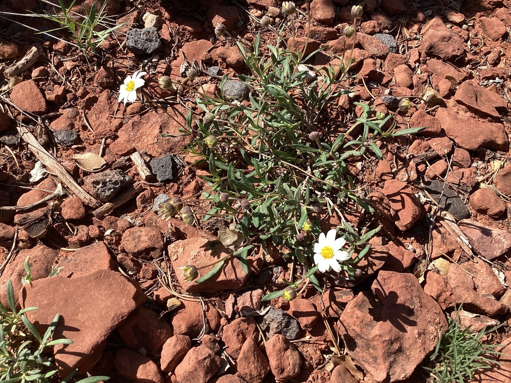 sunflowers, daisies, asters, and allies from Yavapai County, US-AZ, US ...