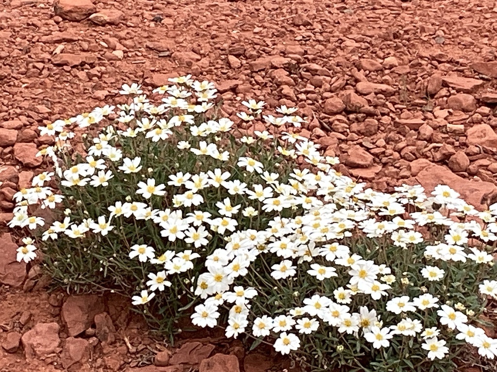 sunflowers, daisies, asters, and allies from Yavapai County, US-AZ, US ...