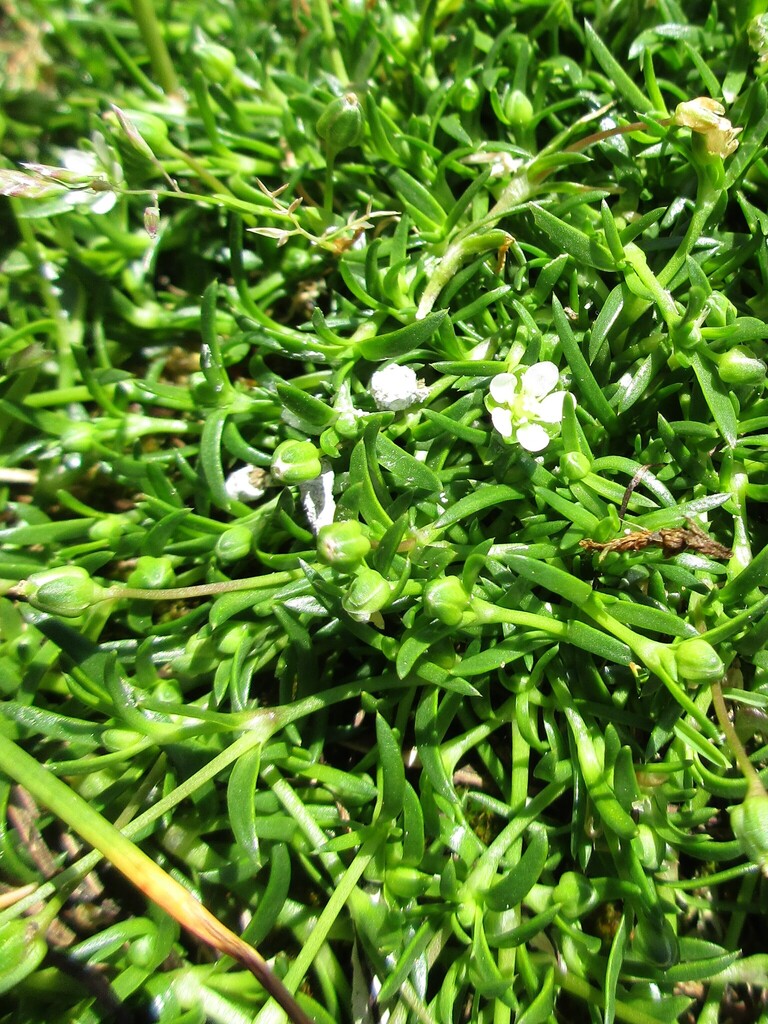 Sticky-stem Pearlwort from Clallam County, WA, USA on May 01, 2025 at ...