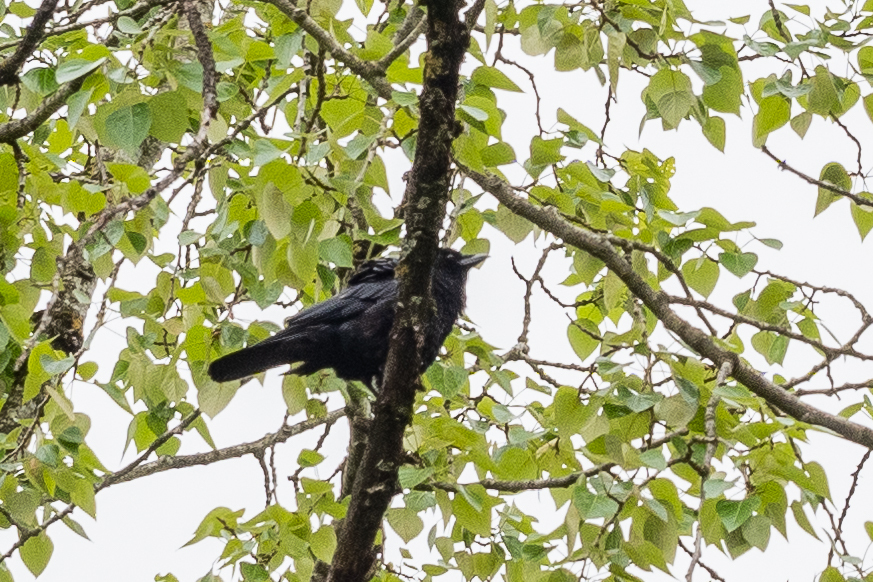 American Crow from South Vancouver, Vancouver, BC, Canada on April 28 ...