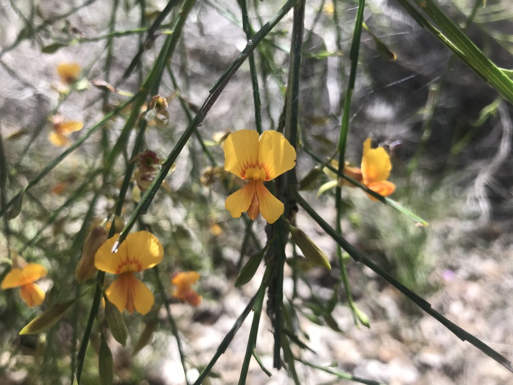 Stinkwood (Jacksonia sternbergiana) - Botanical Realm