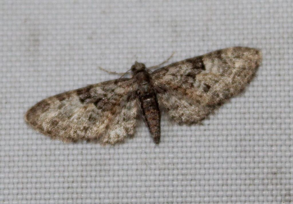Oak-tree Pug from Netherton, Dudley, UK on April 28, 2025 at 06:07 AM ...