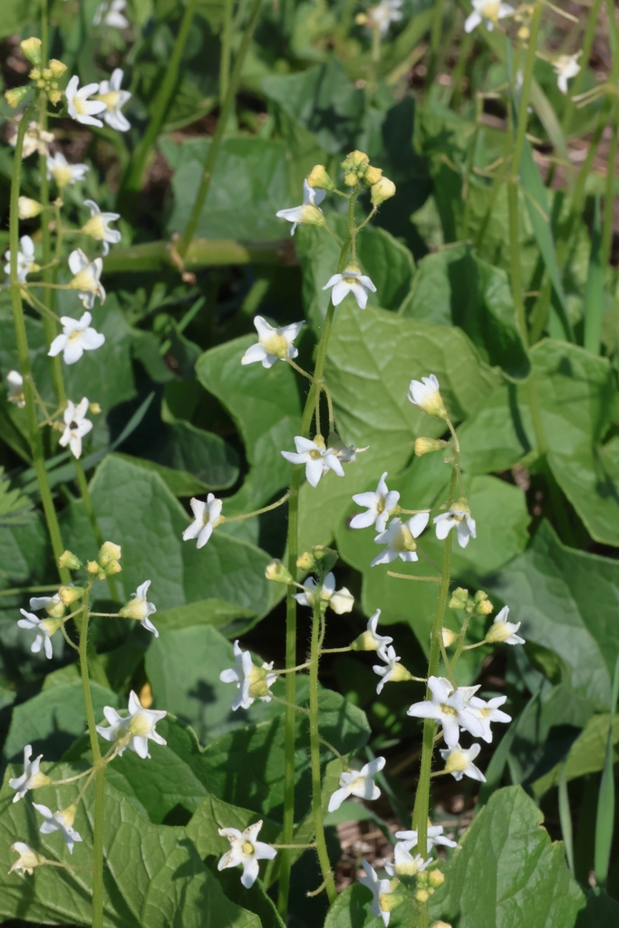 coastal manroot from HBRA Lane County, OR, USA on May 2, 2025 at 09:01 ...