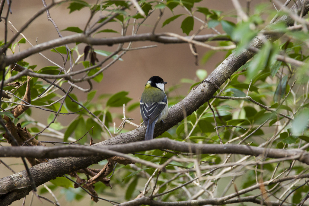 Asian Tit From Monte Takao Takaomachi Hachioji Tóquio 193 0844