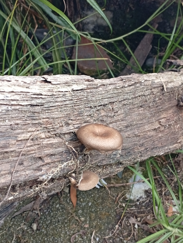 Panus strigellus from Via Choachi km 0.4, Bogotá, Colombia on May 2 ...