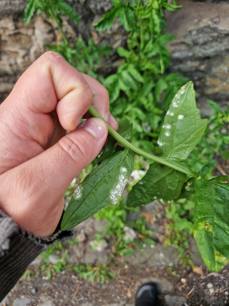 Albugo candida from Kelvinbridge, Glasgow, UK on May 2, 2025 at 08:08 ...