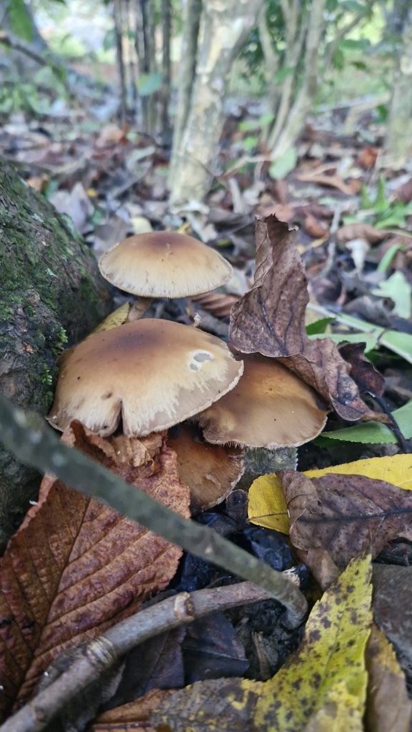 Tawaka from Maitai, Nelson 7010, New Zealand on May 3, 2025 at 07:57 AM ...