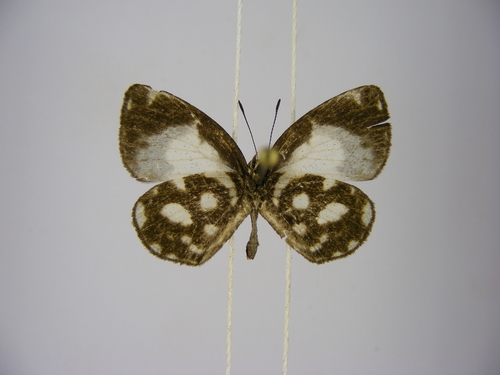 Subspecies Falcuna hollandii nigricans · iNaturalist
