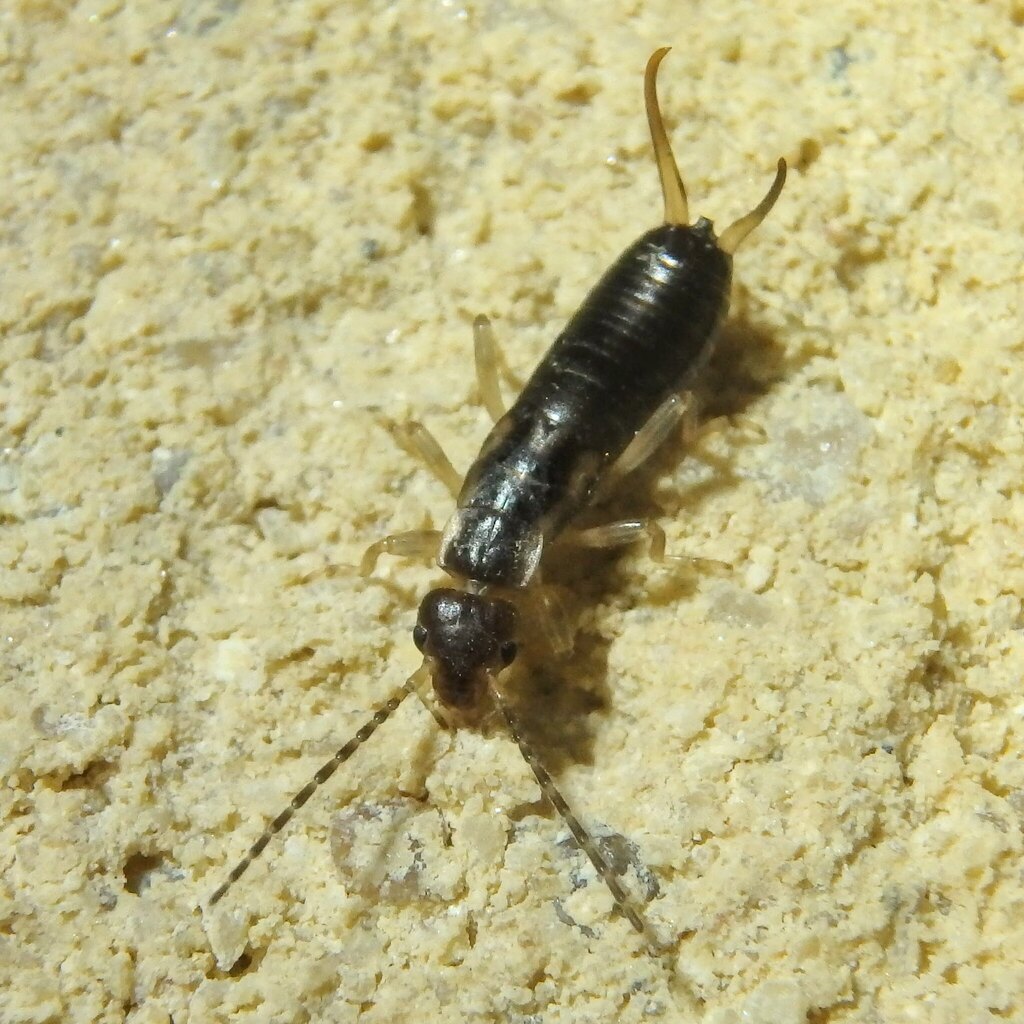 European Earwig Complex from 19325 Tordellego, Guadalajara, España on ...