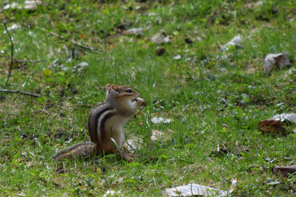 Eastern Chipmunk from Ch des Tilleuls, Rigaud, QC, CA on May 2, 2025 at ...