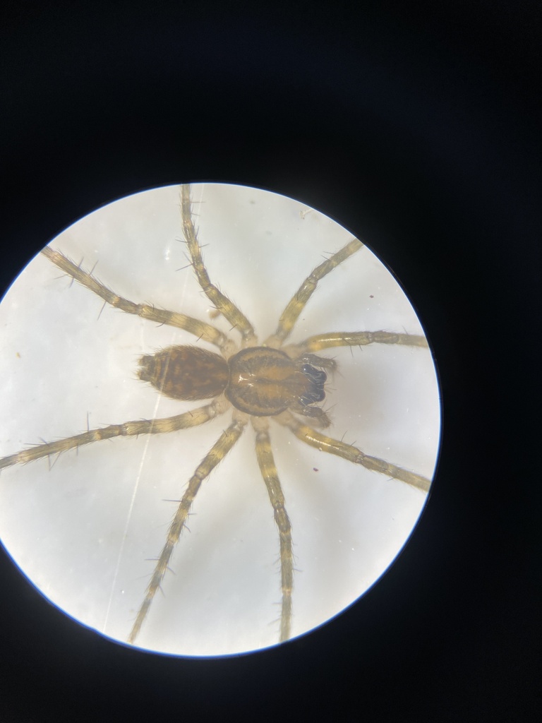 Wolf Spiders from Mera, EC-PA, EC on May 1, 2025 at 10:08 PM by ...