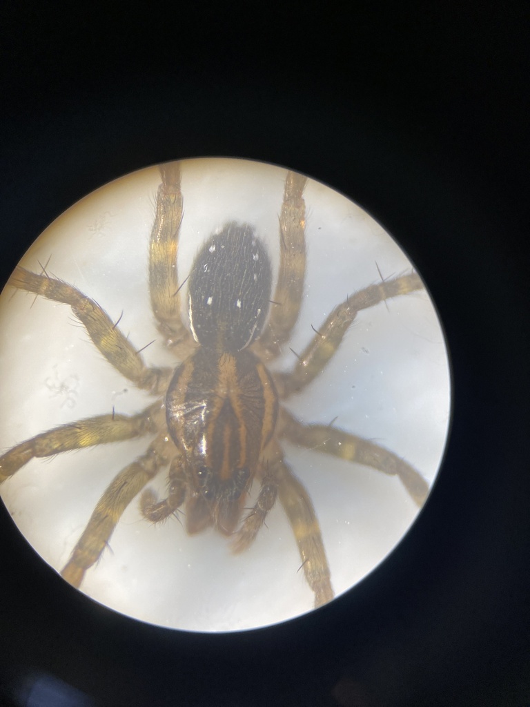 Wolf Spiders from Mera, EC-PA, EC on May 1, 2025 at 10:26 PM by ...