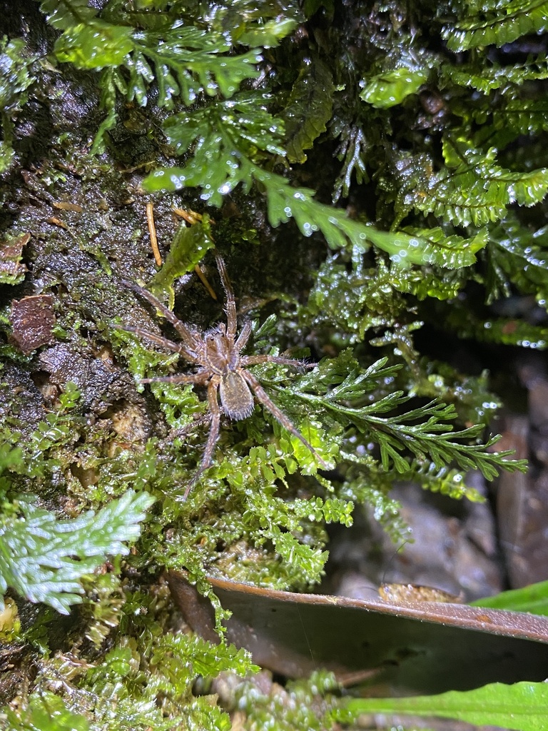 Wandering Spiders from Mera, EC-PA, EC on May 01, 2025 at 10:01 PM by ...