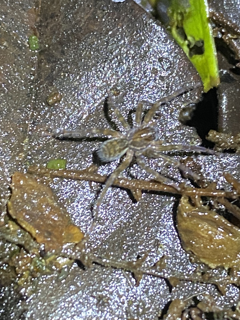 Wandering Spiders from Mera, Pastaza, EC on May 1, 2025 at 10:09 PM by ...
