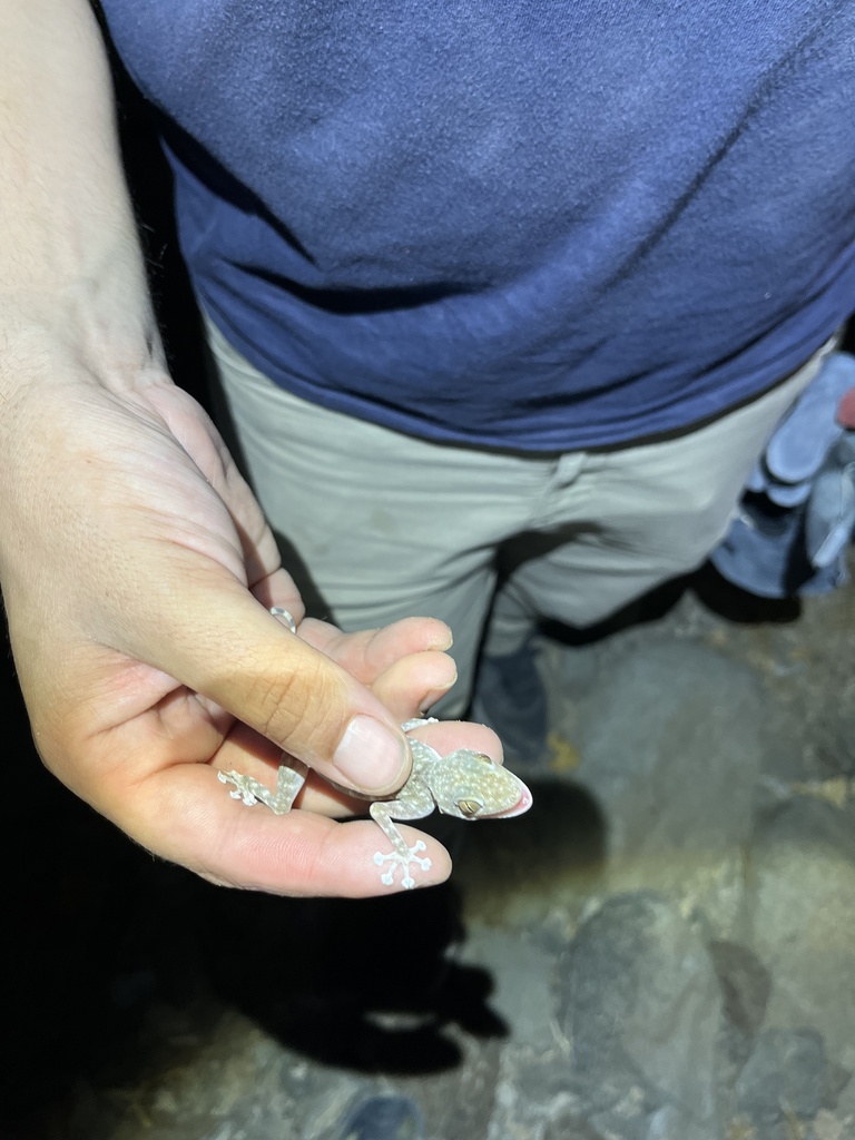 Eastern Arabian Fan-toed Gecko in May 2025 by lucaghess · iNaturalist
