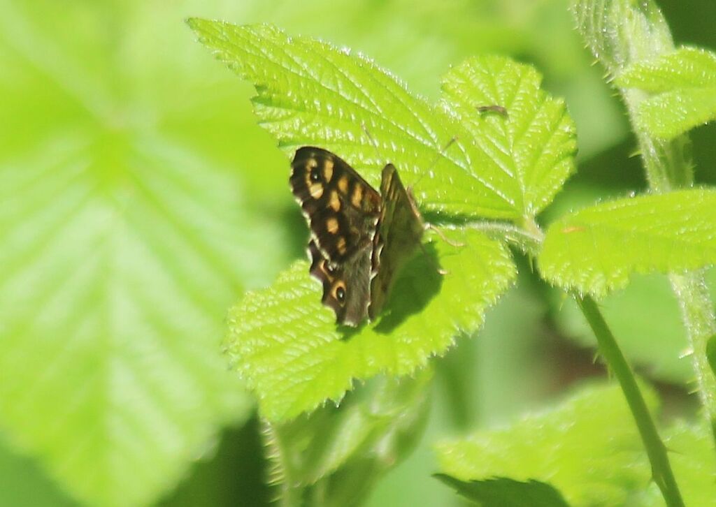 Speckled Wood from Ham Dingle NR, Stourbridge, UK on April 28, 2025 at ...