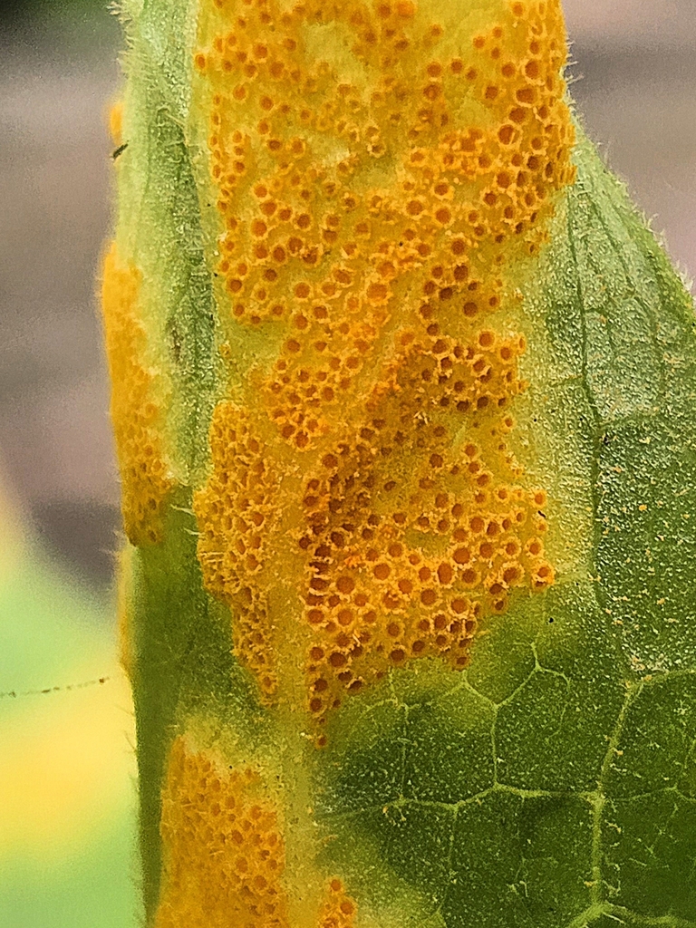 Mayapple Rust from Barnett Township, IL, USA on May 2, 2025 at 03:31 PM ...
