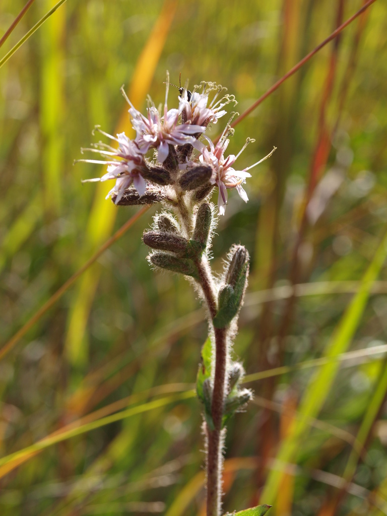 Rattlesnake Root (Mesic Prairie Plants of Minnesota) · iNaturalist