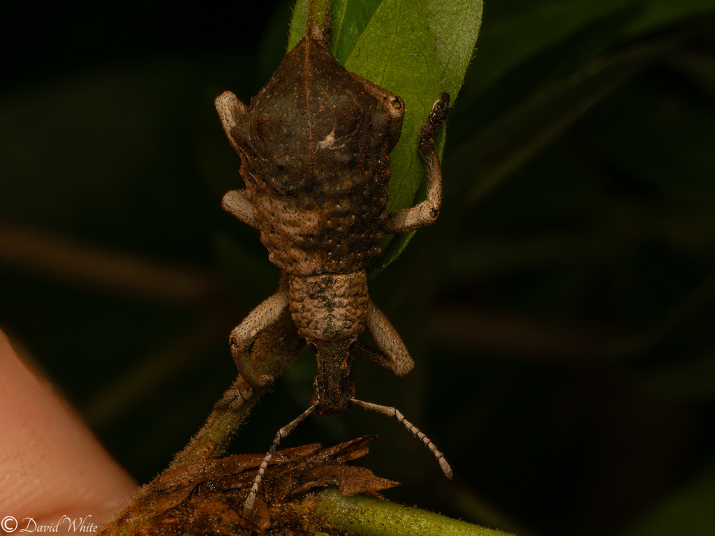 Leptopius from Wonga QLD 4873, Australia on May 2, 2025 at 10:24 PM by ...