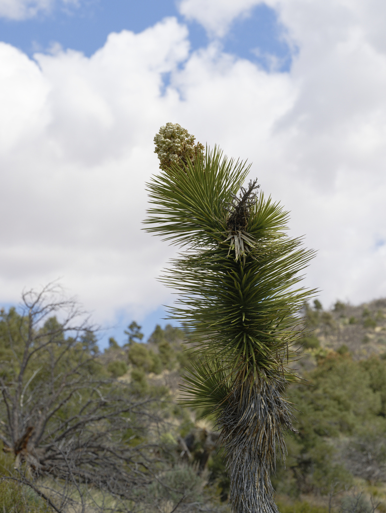 Western Joshua Tree from Kern County, CA, USA on April 28, 2025 at 02: ...