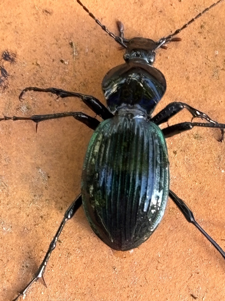 Pamborus from Burraneer Rd, Coomba Park, NSW, AU on May 3, 2025 at 07: ...