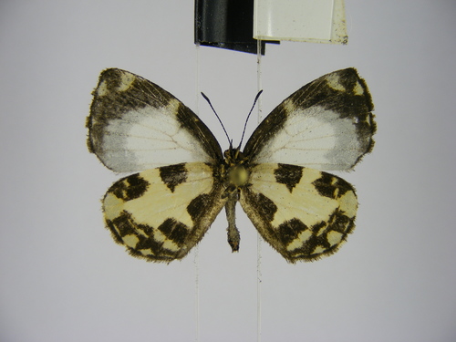 Falcuna kasai · iNaturalist