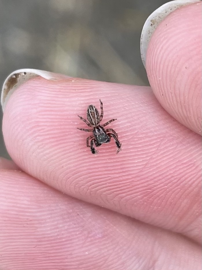 Four-lined Slender Jumping Spider in May 2025 by northerly. Tiny man ...