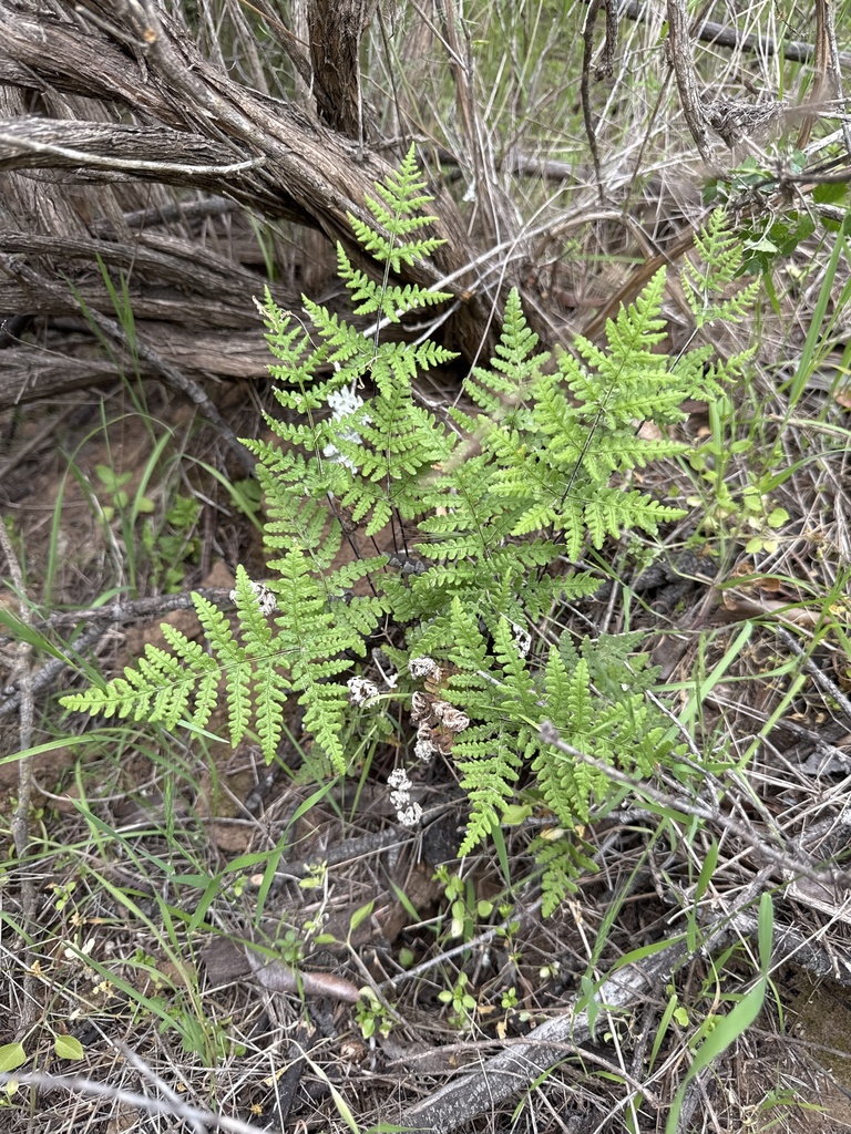 San Diego Silverback Fern from San Diego National Wildlife Refuge, San ...