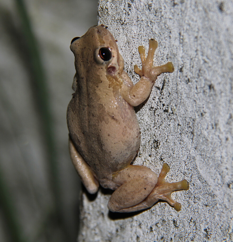 Bleating Tree Frog from Urbenville Show Grounds, NSW 2475, Australia on ...