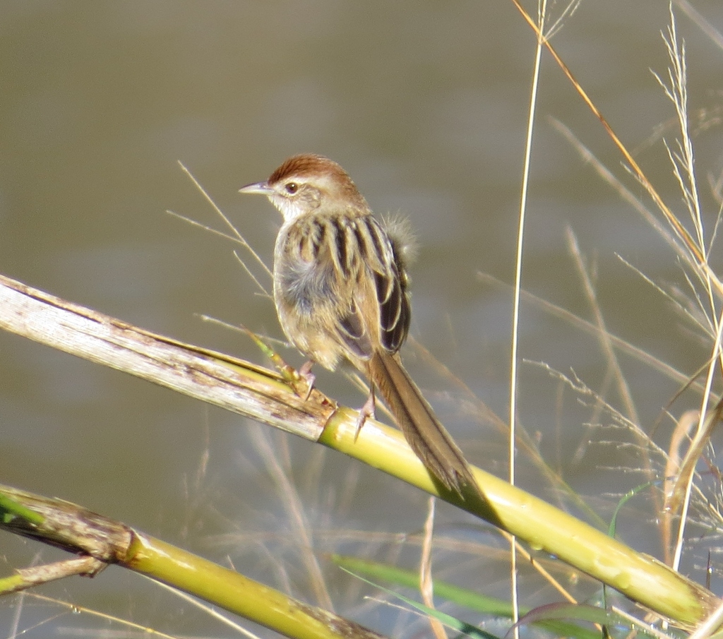 Tawny Grassbird from Helidon Spa QLD 4344, Australia on August 18, 2013 ...