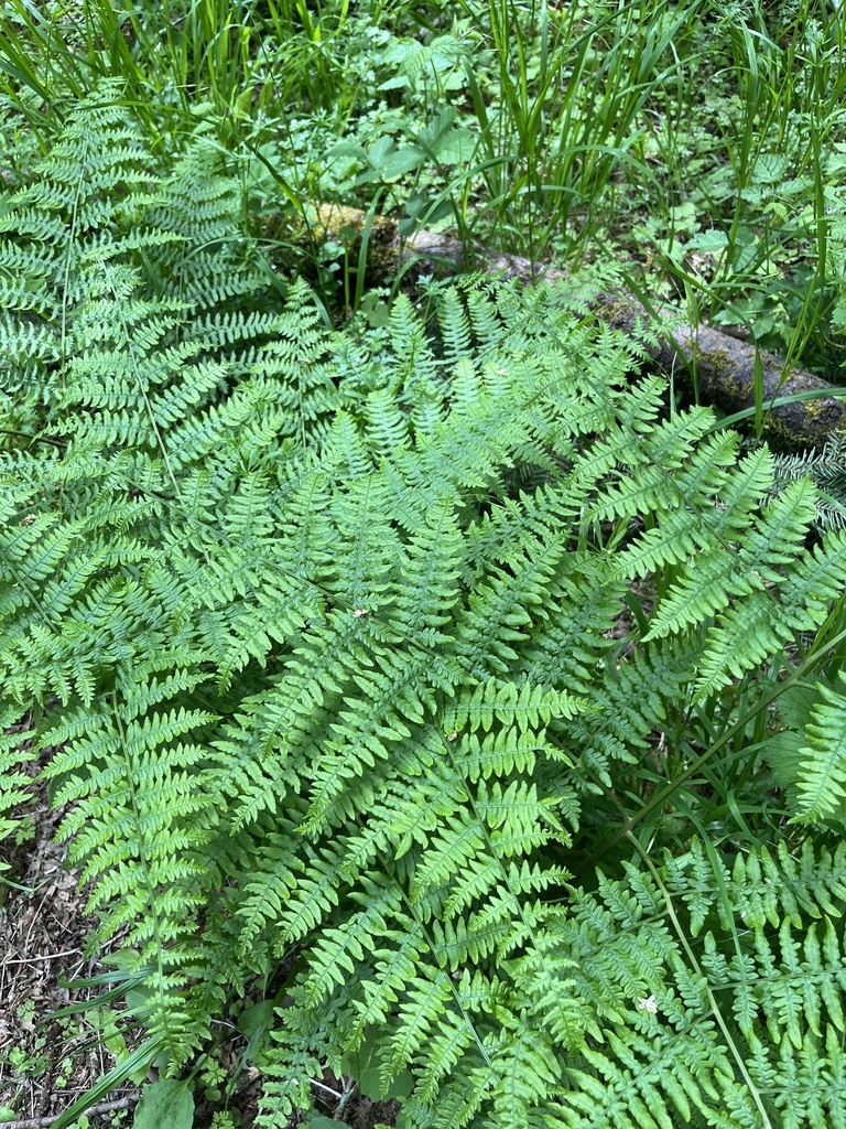 Hairy brackenfern from Mae Valley Loop, Issaquah, WA, US on May 2, 2025 ...