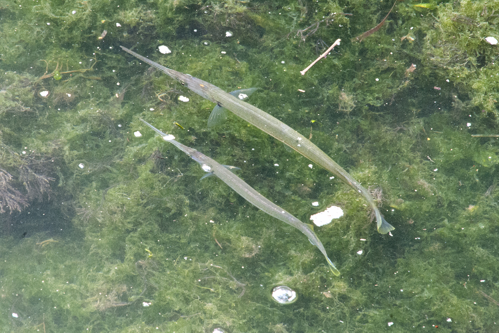 Needlefishes (Belonidae) - Marine Life Identification