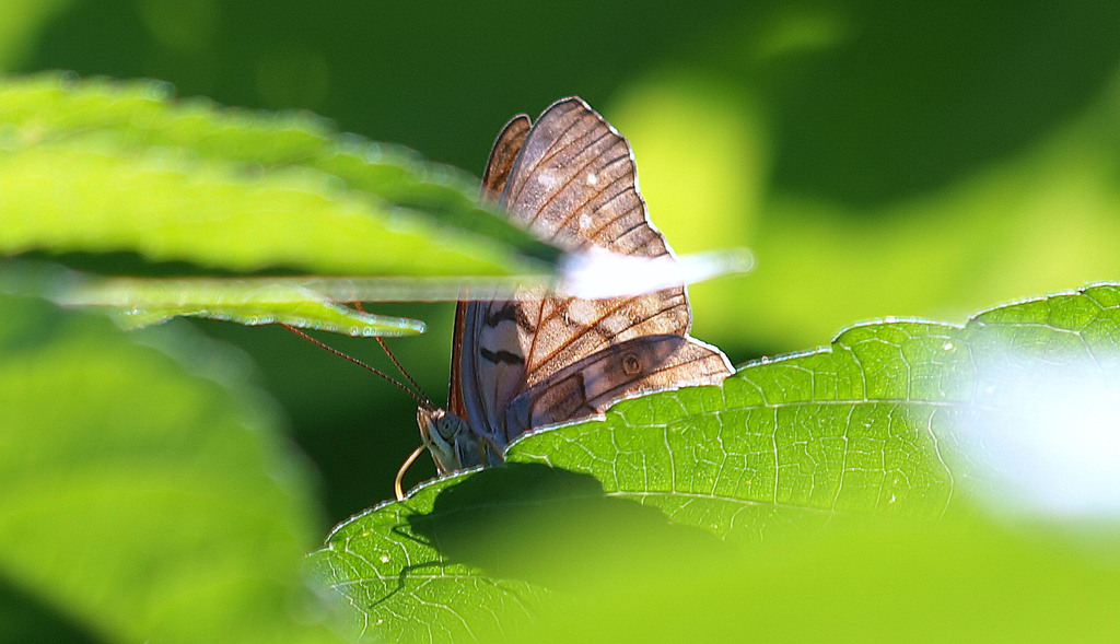 Tawny Emperor from UTSW rookery Campus, Dallas, TX 75390, USA on May 5 ...