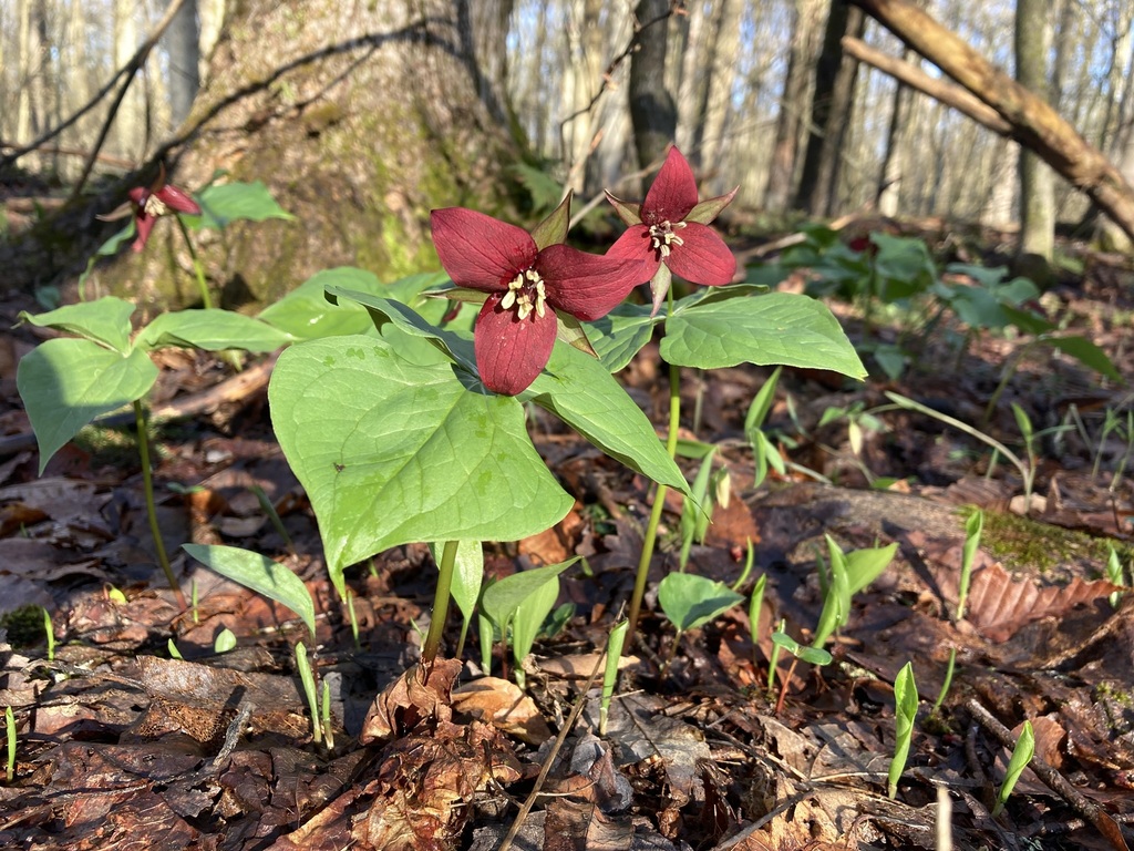 red trillium from Cattaraugus County, NY, USA on April 27, 2025 at 08: ...