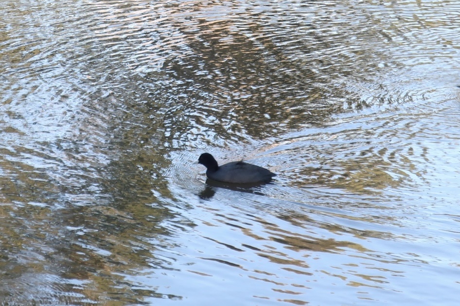 Australasian Coot from Carrol Grove, Mount Waverley, VIC, AU on May 2 ...