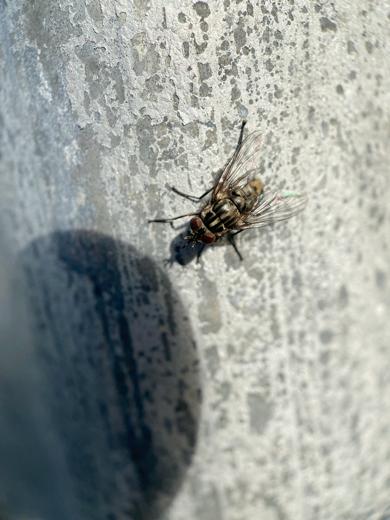 Stable Fly in May 2025 by Nathan Odgers · iNaturalist