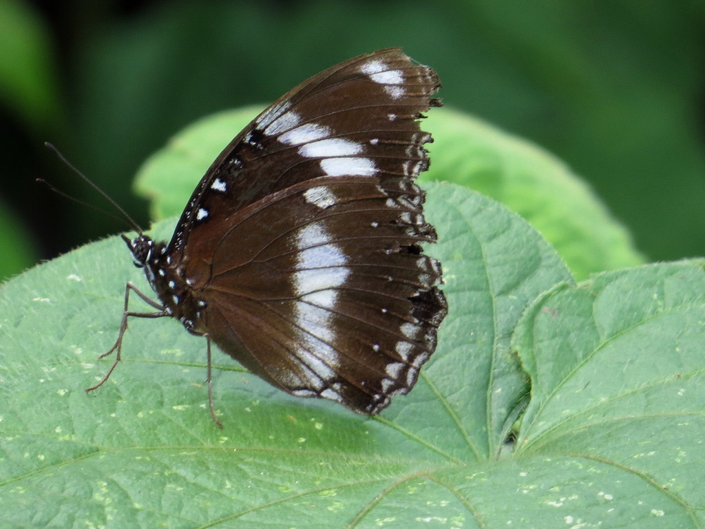 Great Eggfly from Papar, Sabah, Malaysia on August 30, 2019 at 10:27 AM ...