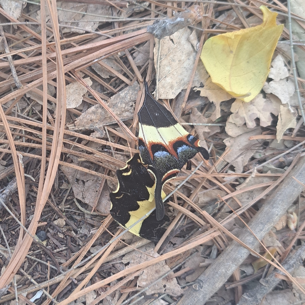 magnificent swallowtail from Colinas de San Javier, 44660 Guadalajara ...