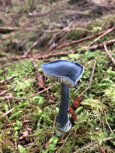 Photo 49900481, (c) Carita Bergman, some rights reserved (CC BY-NC-ND ...