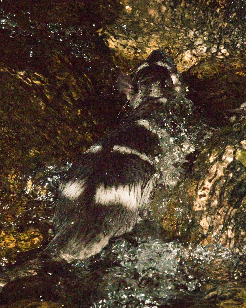 Water Opossum (Chironectes minimus) - Know Your Mammals