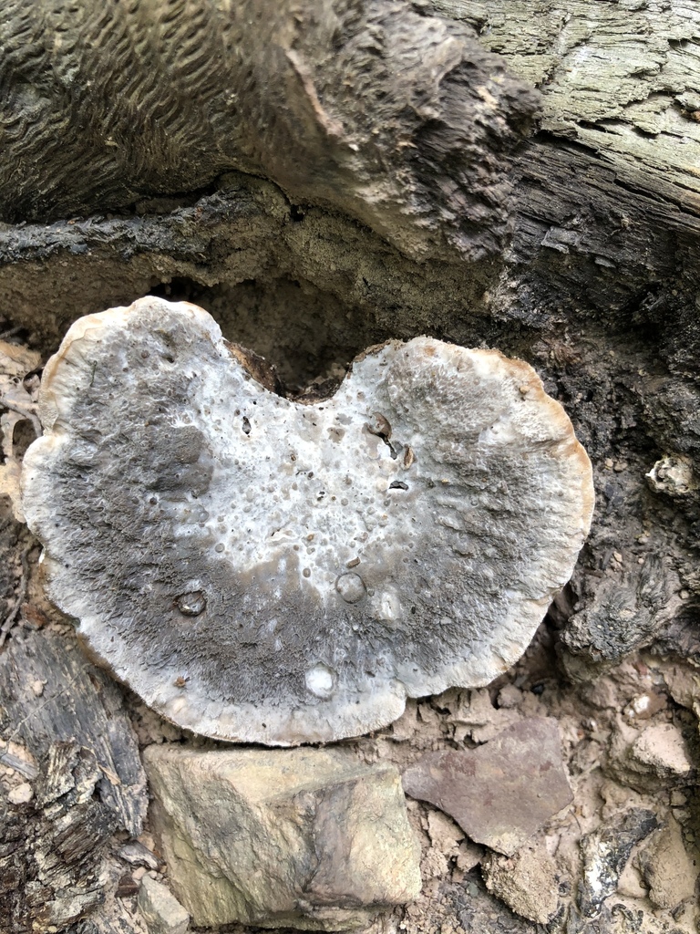 green cheese polypore from Washington Crossing State Park, New Hope, PA ...