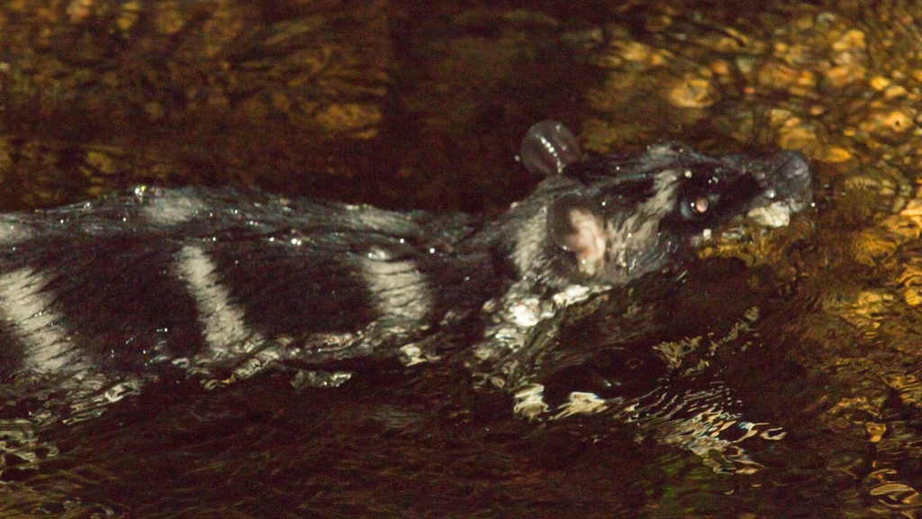 Water Opossum (Chironectes minimus) - Know Your Mammals
