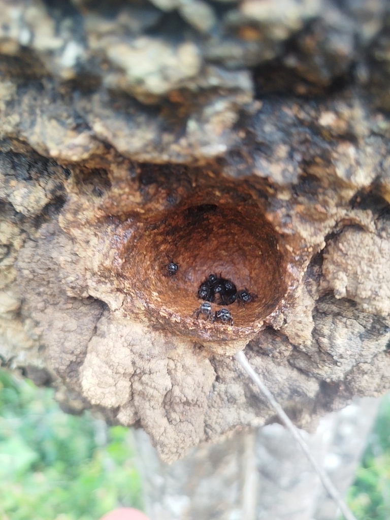 Partamona combinata from Parque Nacional de Brasilia - Torto, Brasília ...