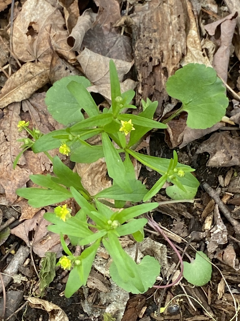 small-flowered buttercup from Penfield, NY, US on May 2, 2025 at 11:56 ...
