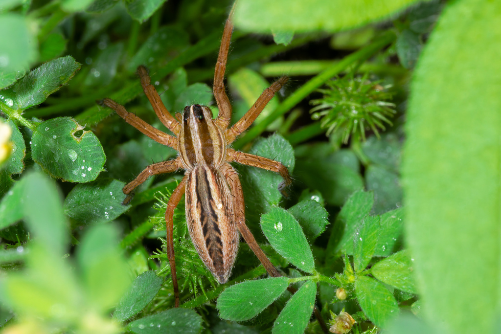 Rabid Wolf Spider from Lewisville, TX, USA on May 2, 2025 at 04:27 PM ...