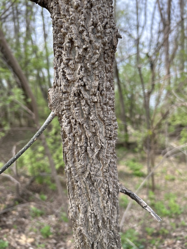common hackberry from University of Wisconsin, Madison, WI, US on May 2 ...