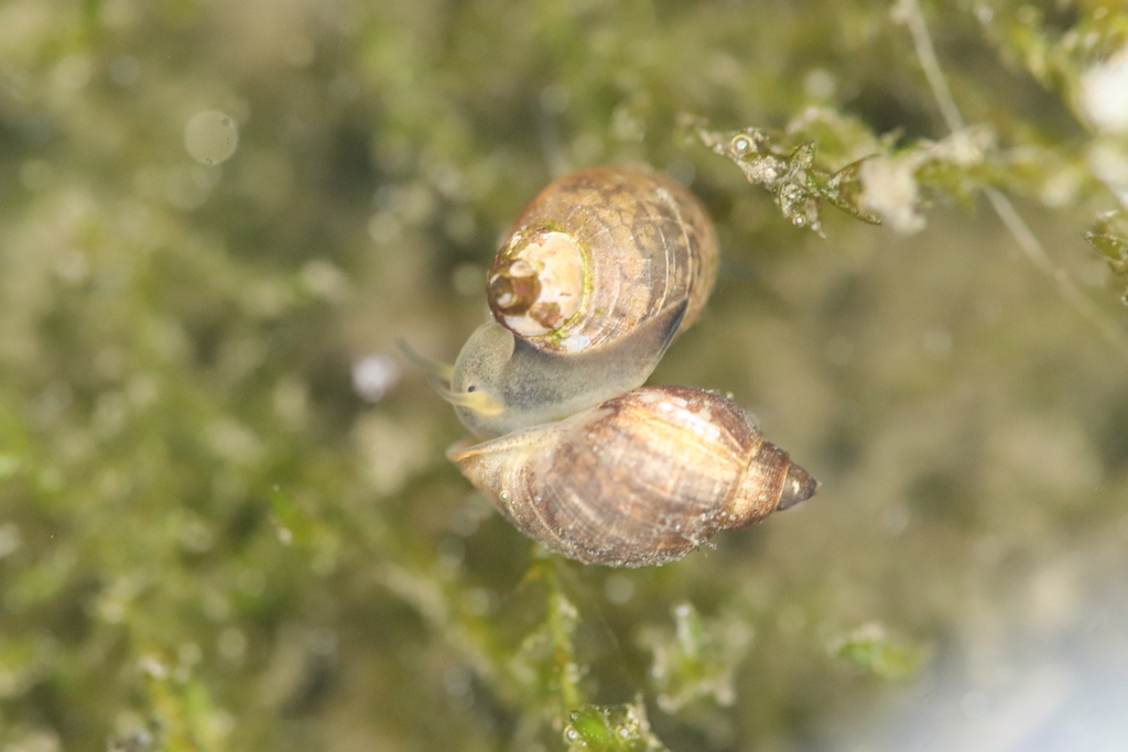 Acute Bladder Snail from 94469 Deggendorf, Deutschland on July 2, 2019 ...